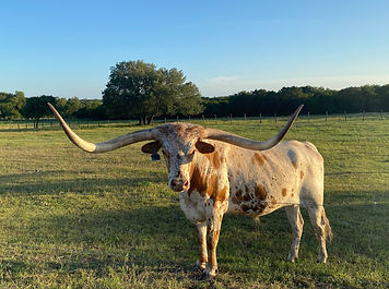 Ranch Austin Wedding Venue