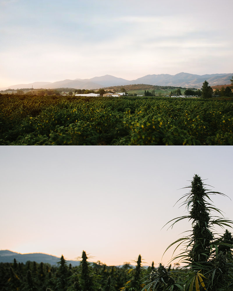 Hemp it up in Southern Oregon