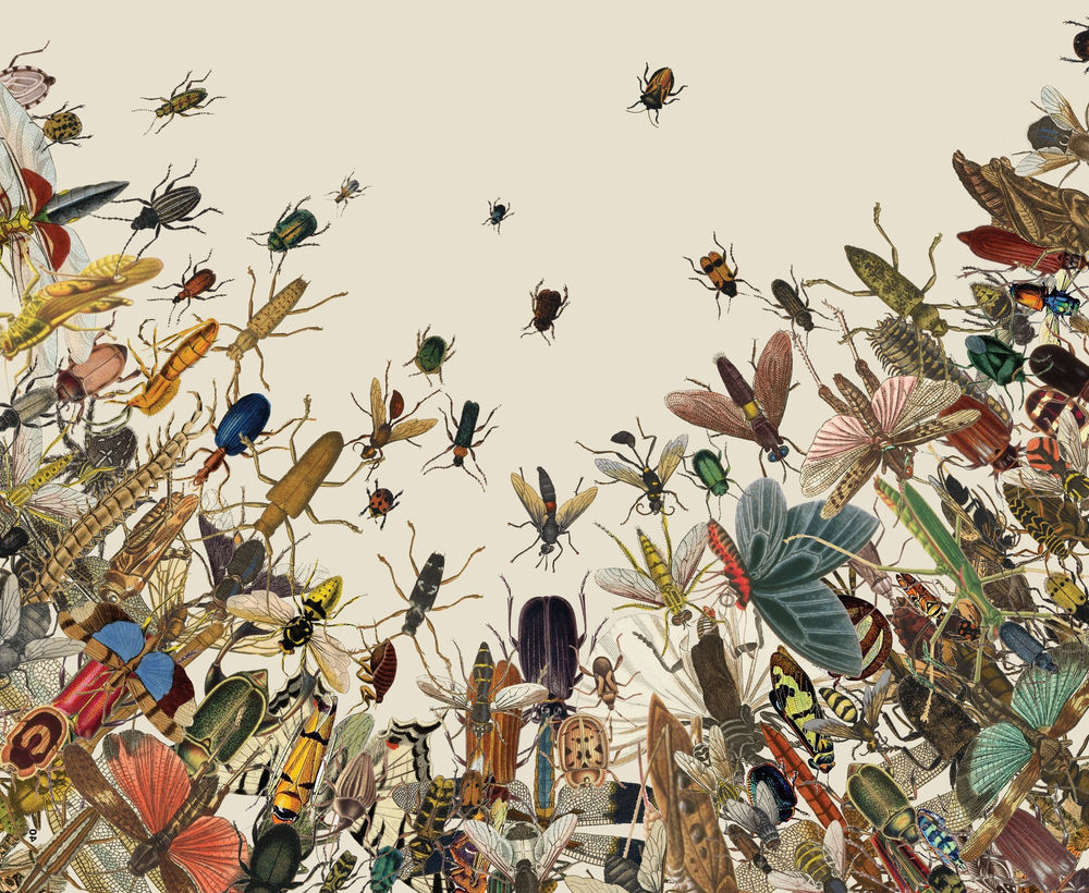 Insetos – O grupo mais abundante do planeta?