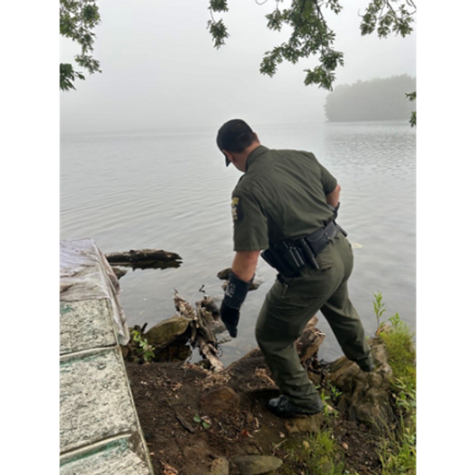 Peregrine Falcon Rescued and Released in Westchester County