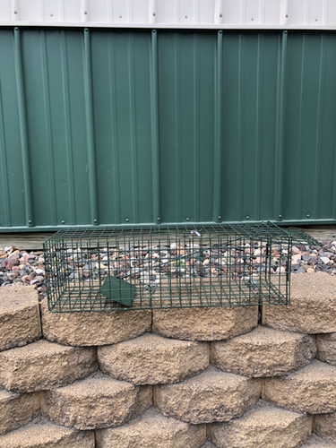 Duke #1105 Standard Cage Trap | Cumberland Trappers