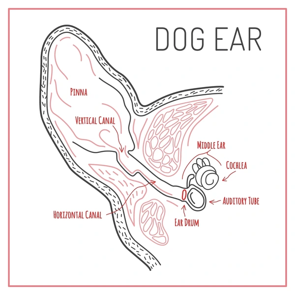 Canine Ear Infection Treatment at Home - A Comprehensive Guide