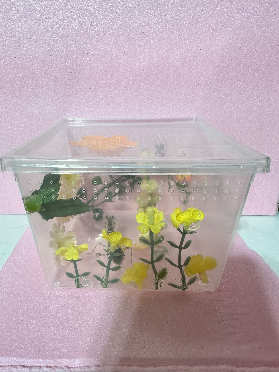 Mantisplace.com - Praying mantis Pets & supplies