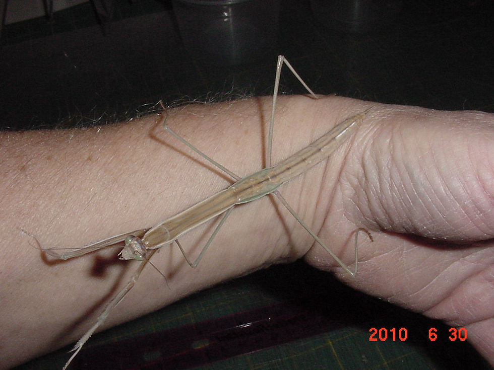 OOTHECAS FOR HATCHING | MantisPlace.com