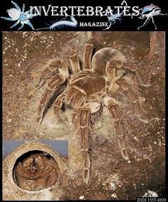 Invertebrates magazine | MantisPlace.com