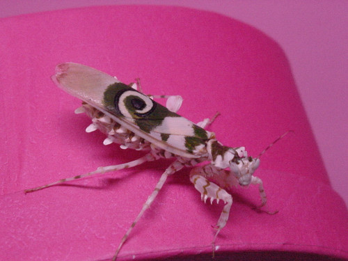 MantisPlace.com - Praying mantis oothecas live