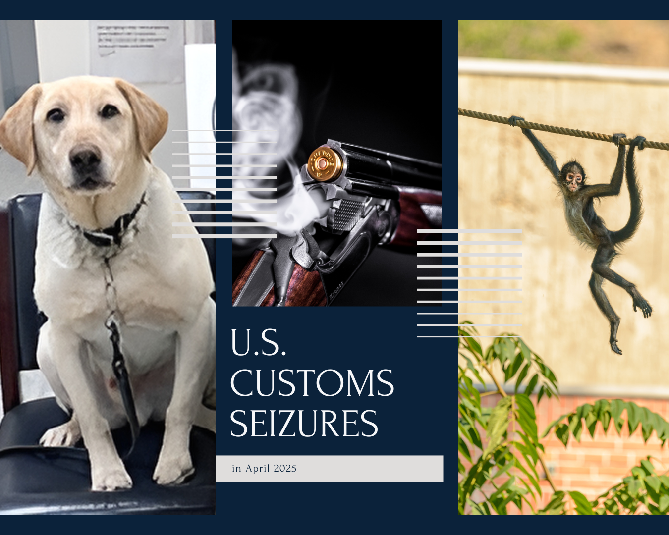 U.S. Customs Seizures in April: CBP Canines, Replica Firearms, Spider ...