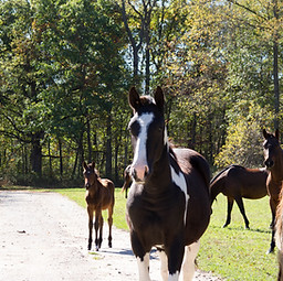 Camping Double RR Ranch Resort & Golf, Belding,Mi. Horses, Kayak, Golf