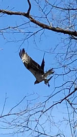 Camping Double RR Ranch Resort & Golf, Belding,Mi. Horses, Kayak, Golf