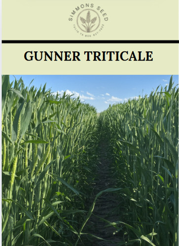 Gunner - Triticale | Simmons Seed