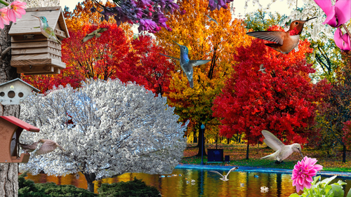 Bird Watching | Juliano DJ's