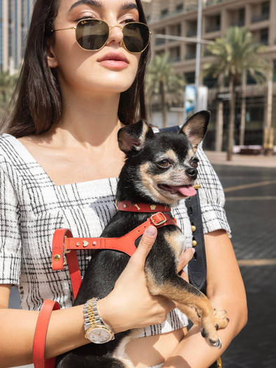 AMATI COLLECTION | LUXURY DOG ACCESSORIES BRAND