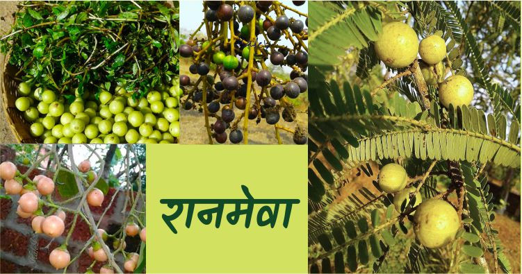 मेव्यात मेवा 'रानमेवा'