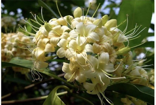 กันเกรา | มนต์พฤกษา