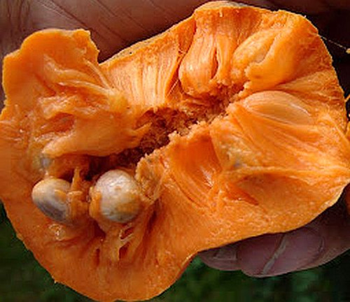 Buy Lakoocha (Monkey Jack) Fruit tree online | Heaven On Earth Fruit Trees