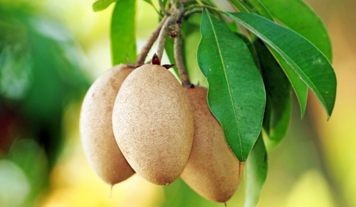 Sapodilla