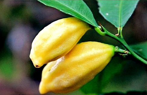 Buy Russell River finger lime fruit tree online | Heaven On Earth Fruit ...