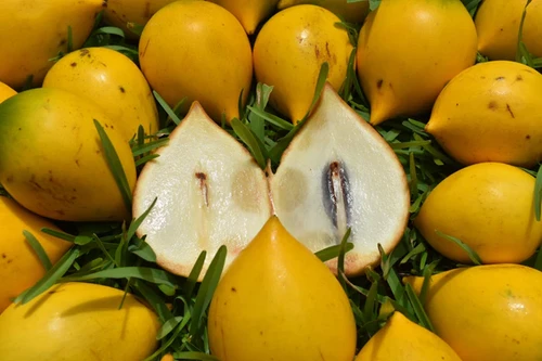 Abiu Inca Gold Fruit Tree (1 years old) | Heaven On Earth Fruit Trees