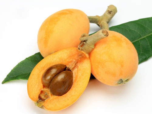 Buy(ALREADY FRUITING) LOQUAT fruit tree Nespola | Heaven On Earth Fruit ...