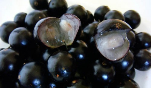 Buy JABOTICABA (Small leaf) Fruit tree online | Heaven On Earth Fruit Trees