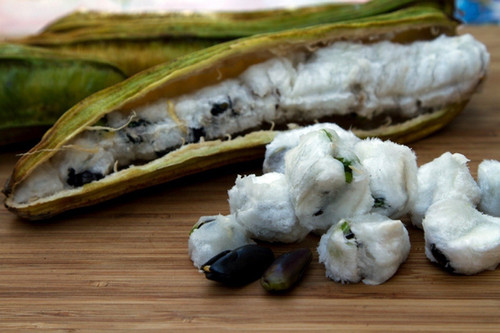 Buy ICE CREAM BEAN TREE (Already Fruiting) | Heaven On Earth Fruit Trees