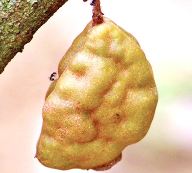 Buy Nam Nam Tree Marcot Online | Heaven On Earth Fruit Trees