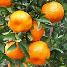 Buy (ALREADY FRUITING) PONKAN MANDARIN FRUIT TREE online | Heaven On ...