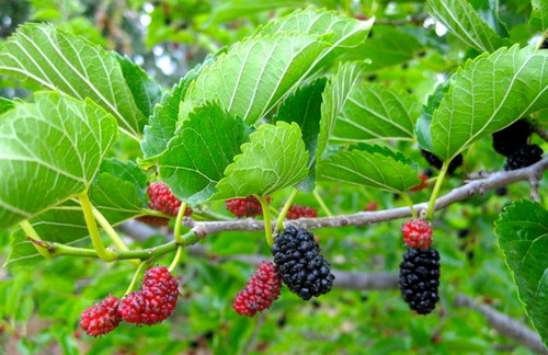 Buy FRUITING BLACK MULBERRY FRUIT TREE online | Heaven On Earth Fruit Trees