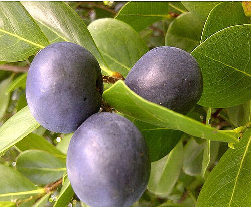 Coco Plum Fruit Tree (Icaco) | Heaven Fruit Trees