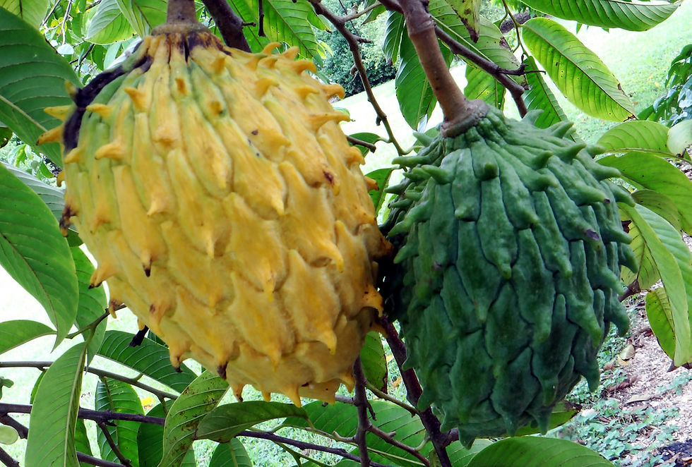 Buy ROLLINIA (Brazilian Custard Apple) FRUIT TREE ONLINE | Heaven On ...