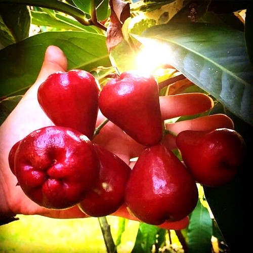 Buy PURPLE WAX JAMBUT FRUIT TREE ONLINE | Heaven On EarthFruit Trees