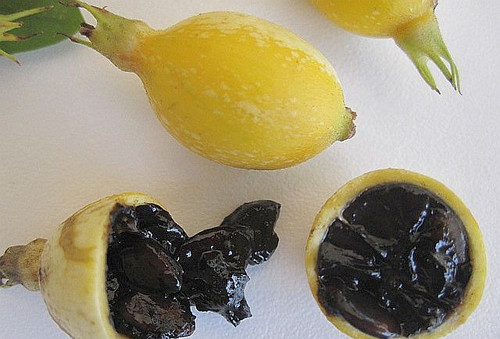 Black Berry Jam Tree (Randia Formosa) Already Fruiting Female | Heaven ...