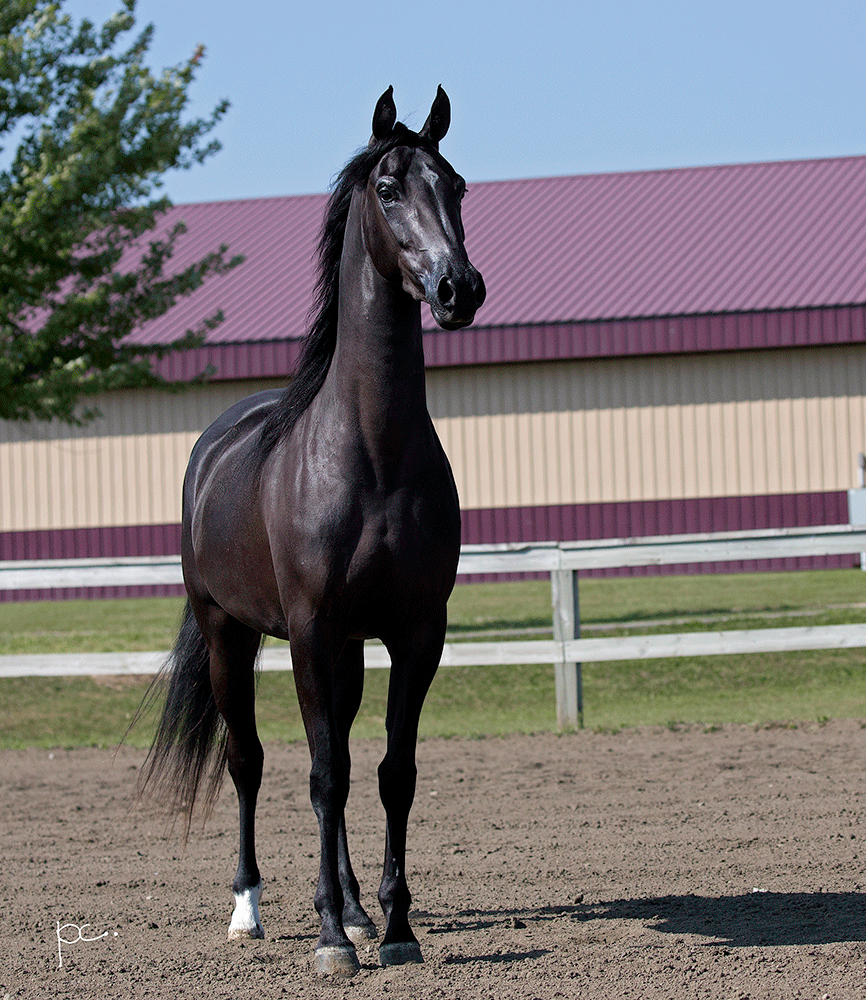 Conway Arabians | Arabian Horse Farm | Chatfield, Minnesota