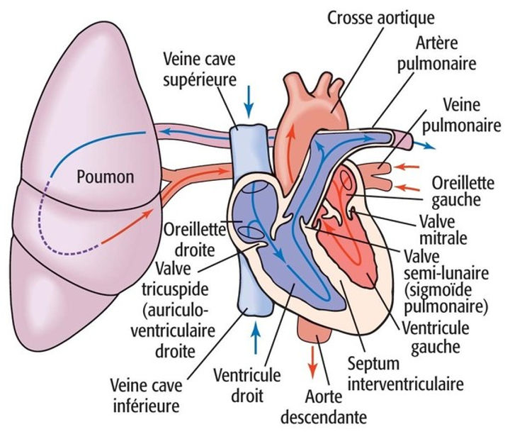 Cardiologue casablanca / anatomie du coeur
