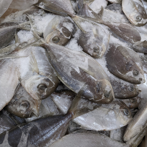 IQF Japanese ButterFish | Midland Meat