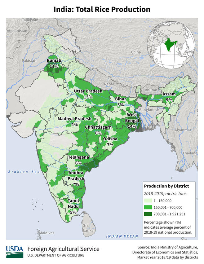 RICE PRODUCTION IN INDIA