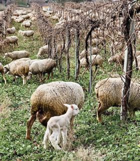 Lunaria Pinot Grigio ancestral Still Nature