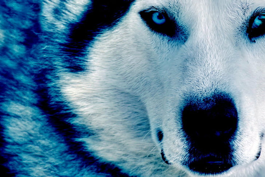 The BLUE WOLF in Turk mythology!