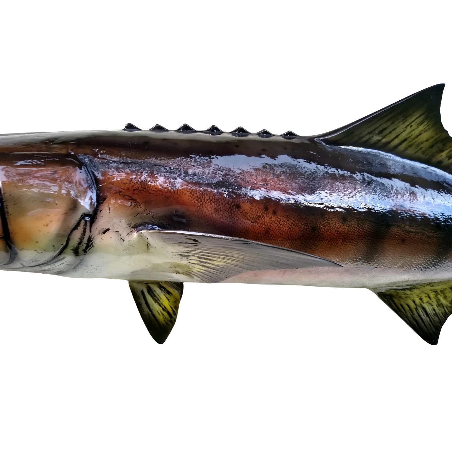 Order Your Cobia Fish Mount Replica | Custom Saltwater Mounts | Florida ...