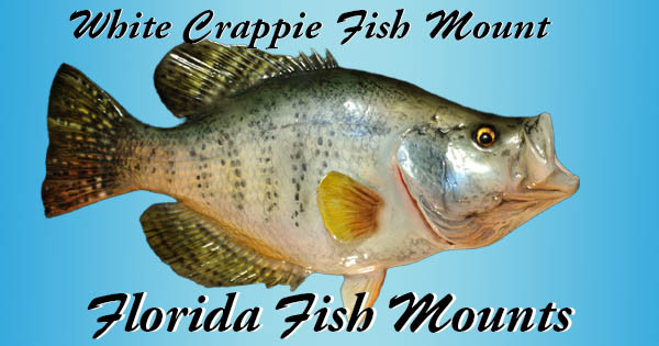 White Crappie Fish Mount | Custom Replica | Greg Cassell