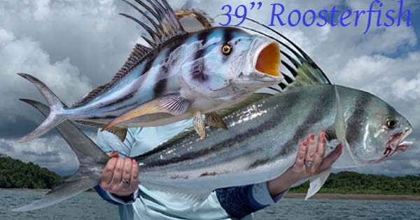 Roosterfish Fish Mount Replicas | Florida Fish Mounts | Custom Fish ...