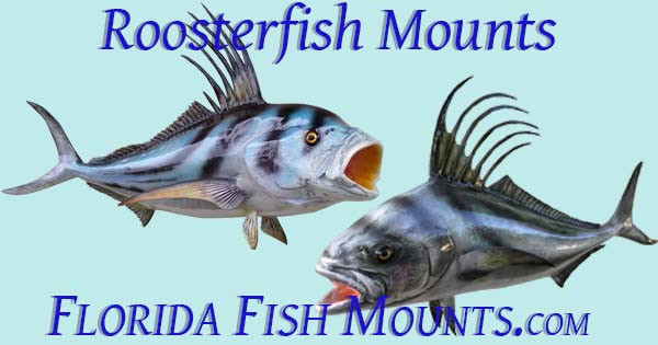 Order Roosterfish Fish Mount Replica | Custom Reef Fish Mounts ...