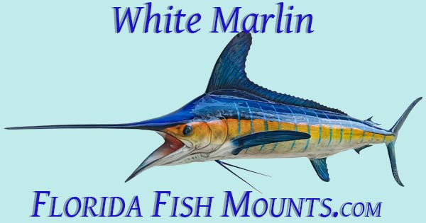 Buy White Marlin Fish Mount Replicas | Custom Billfish Mounts | Florida ...