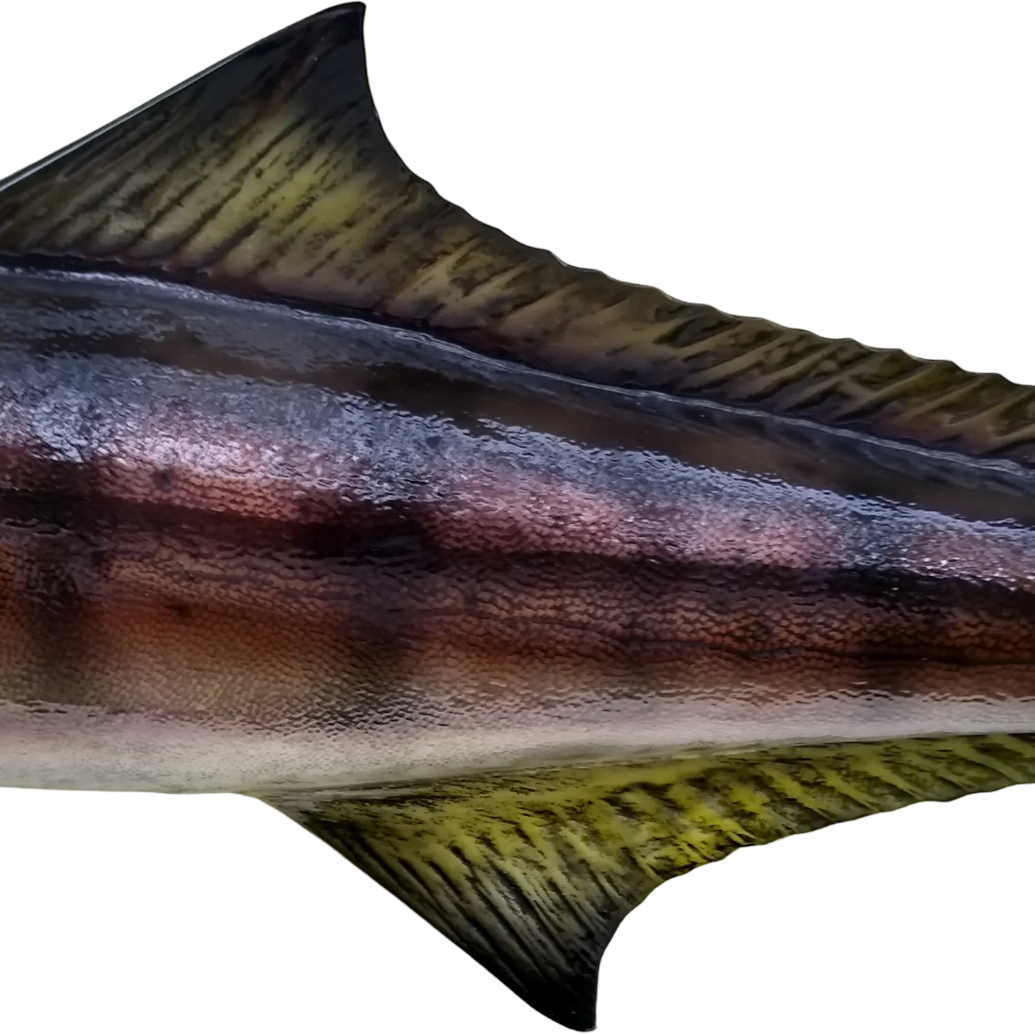 Order Your Cobia Fish Mount Replica | Custom Saltwater Mounts | Florida ...