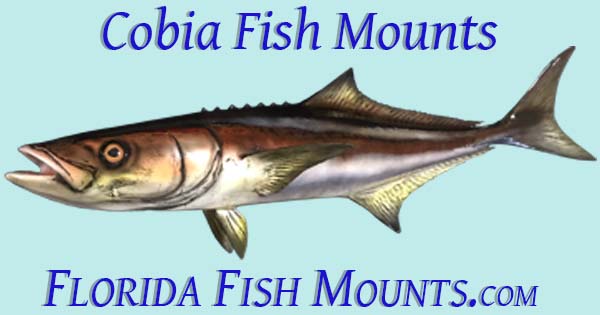 Cobia Fish Mount Replicas | Custom Fiberglass Mounts by Greg Cassell ...