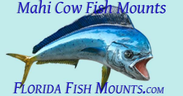 Order Mahi Cow Fish Mount Replica | Custom Saltwater Mounts | Florida ...