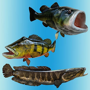 Florida Fish Mounts | Custom Fish Mount Replicas Made to Order