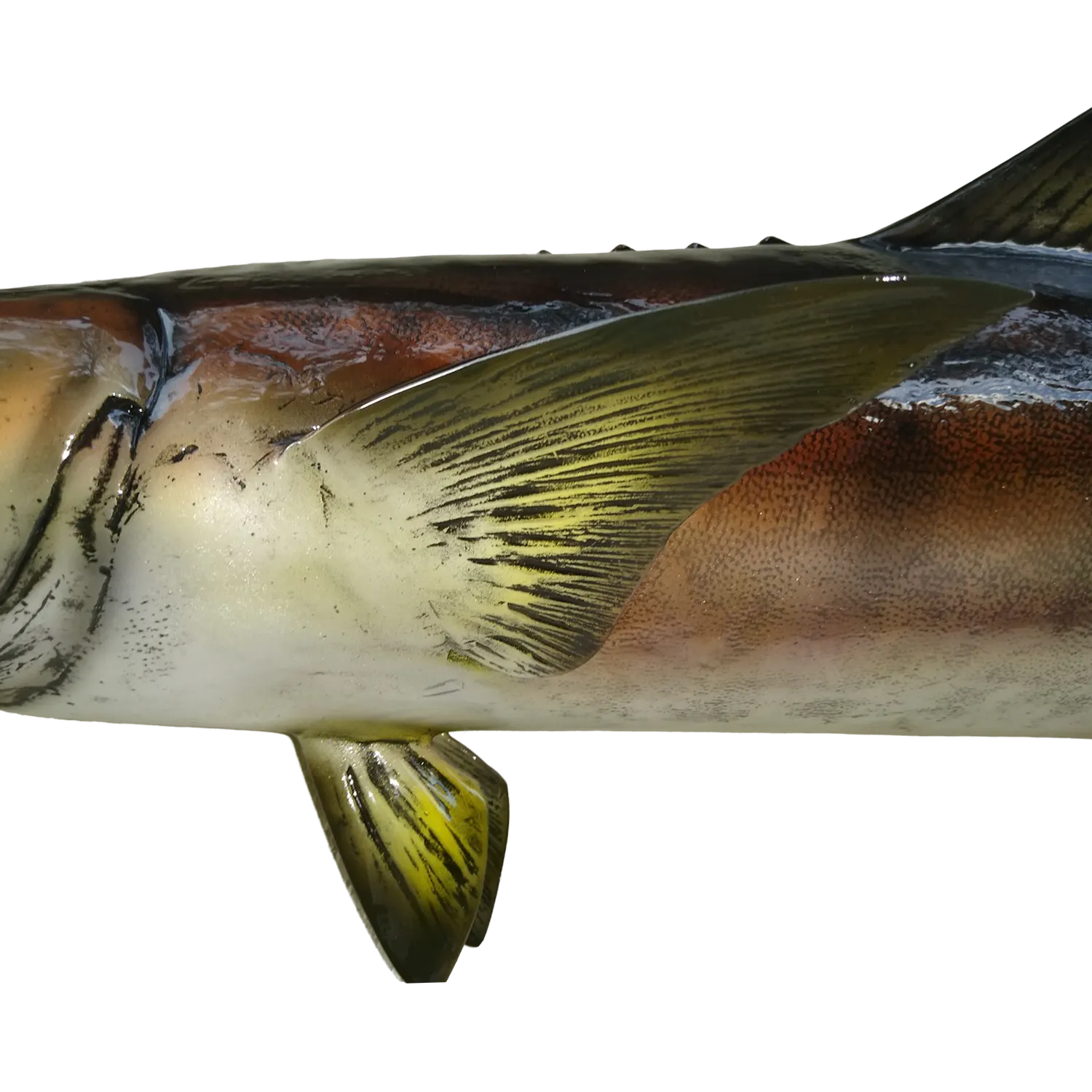 Order Your Cobia Fish Mount Replica | Custom Saltwater Mounts | Florida ...