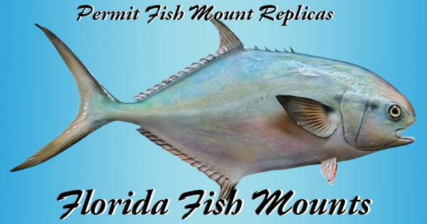 Buy Permit Fish Mount Replicas | Custom Saltwater Mounts | Florida Fish ...