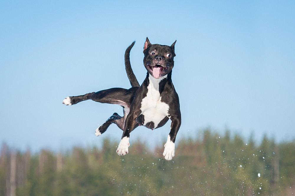 Dog Trainer Sydney | Dog Gone Mad | Australia